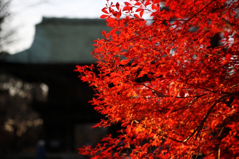 2026 Colorful Autumn Leaves (Koyo) in Japan | Kyuhoshi
