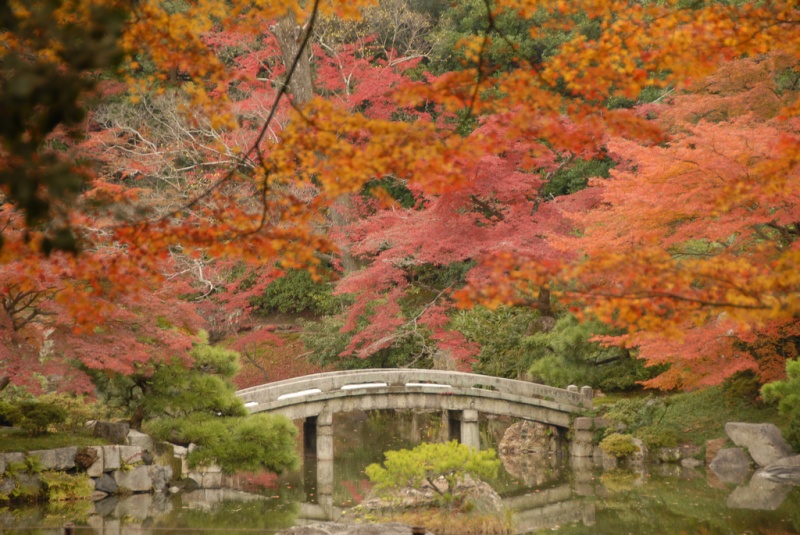 2026 Colorful Autumn Leaves (Koyo) in Japan | Kyuhoshi