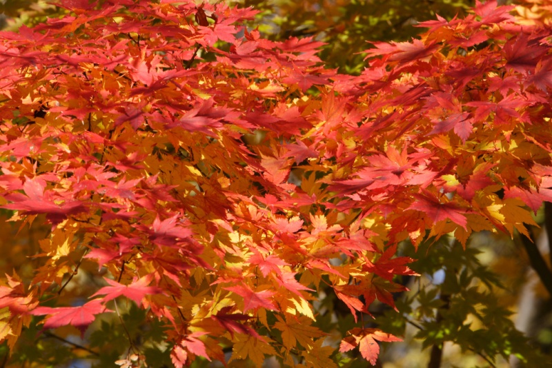 2026 Colorful Autumn Leaves (Koyo) in Japan | Kyuhoshi