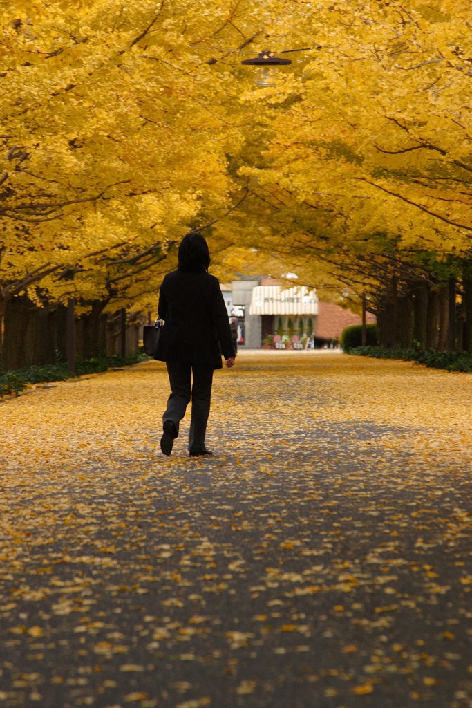 2026 Colorful Autumn Leaves (Koyo) in Japan | Kyuhoshi