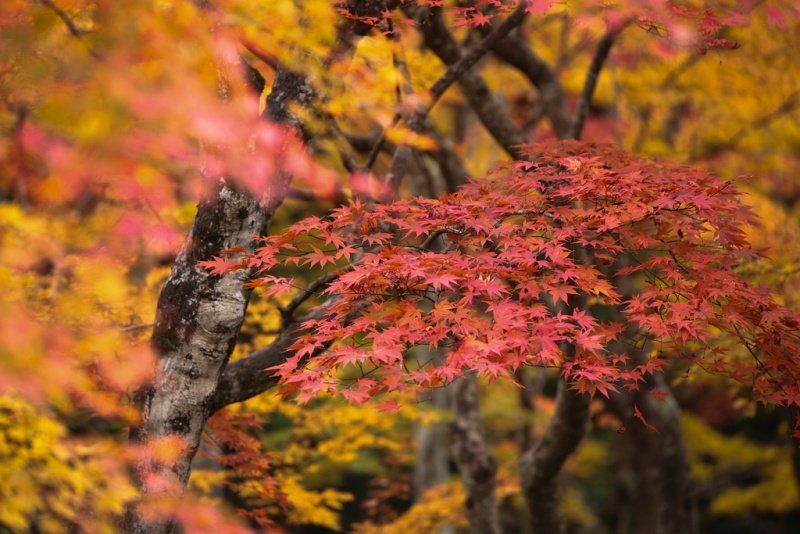 2026 Colorful Autumn Leaves (Koyo) in Japan | Kyuhoshi