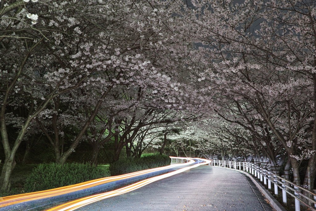 Yozakura: The Night Sakura in Japan | Kyuhoshi