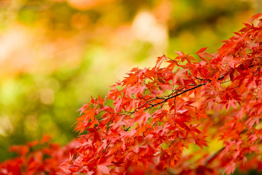 Autumn Leaves on Miyajima Island 2025 | Kyuhoshi