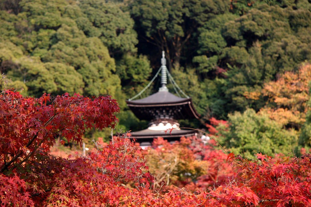 10 Best Places to See Autumn Leaves in Kyoto | Kyuhoshi