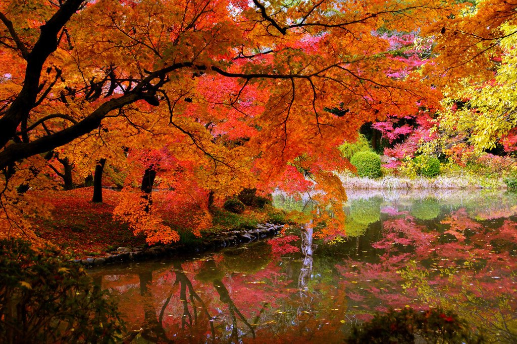 kyoto_botanical_garden-autumn_foliage | Kyuhoshi