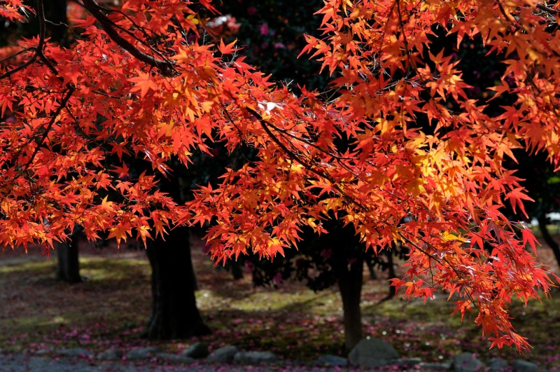 Autumn Leaves in Kyoto | Visitors Guide 2026 | Kyuhoshi
