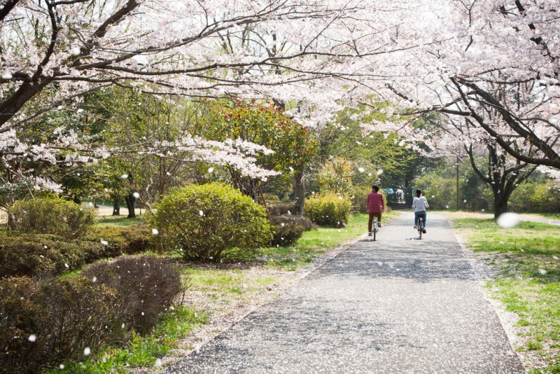 showa_memorial_park_in_spring | Kyuhoshi