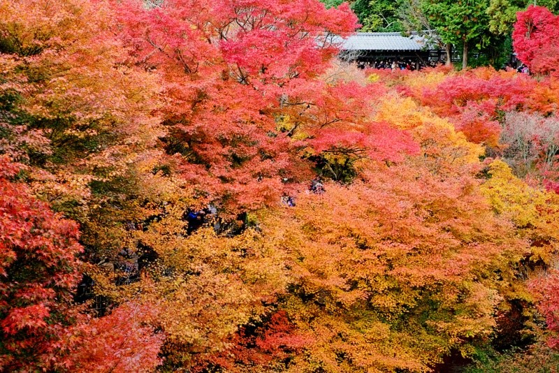 10 Best Places to See Autumn Leaves in Kyoto | Kyuhoshi