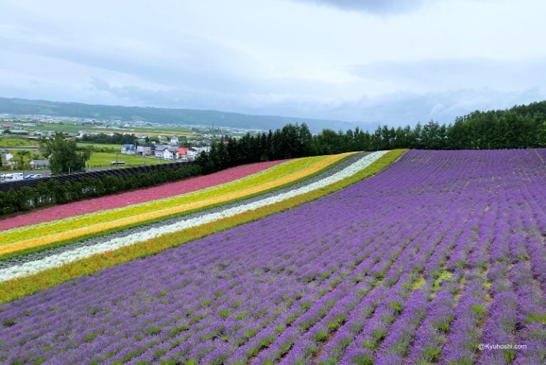 Lavender Season in Hokkaido 2026 | Furano & Biei | Kyuhoshi