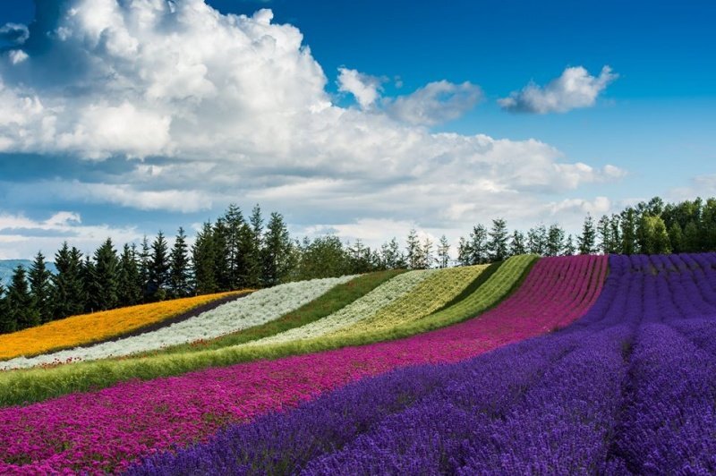 Lavender Season in Hokkaido 2026 | Furano & Biei | Kyuhoshi