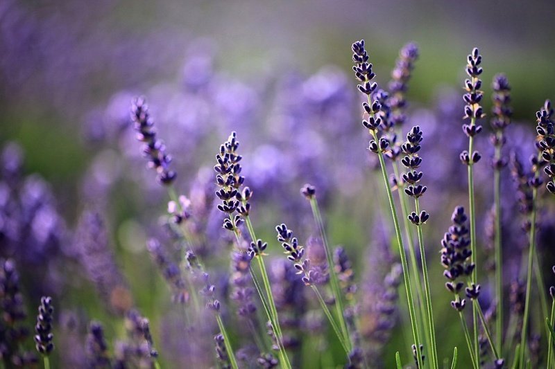 Lavender Season in Hokkaido 2026 | Furano & Biei | Kyuhoshi