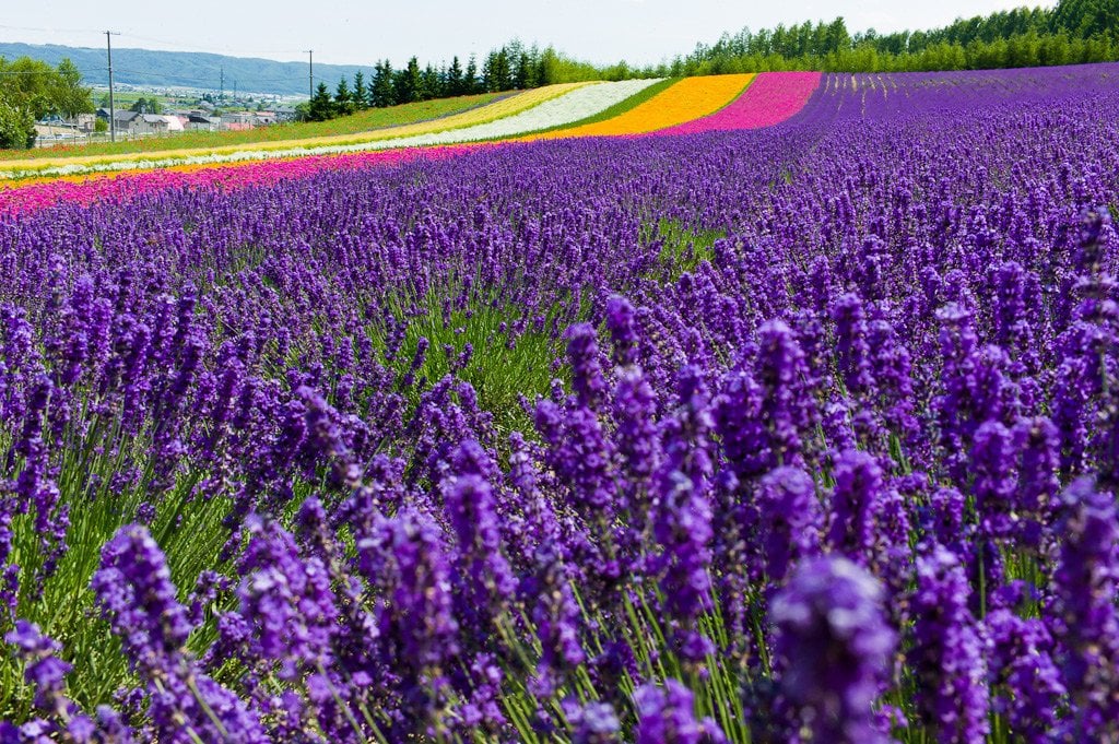 lavender_filed_farm_tomita_furano | Kyuhoshi
