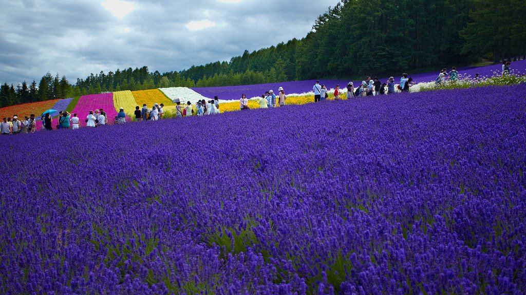 lavender_garden_farm_tomita_in_furano_hokkaido | Kyuhoshi