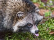 Japanese Raccoon Dog (Tanuki) | Japan Wildlife | Kyuhoshi
