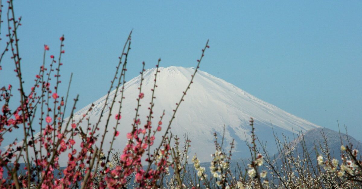 Plum Blossoms in Japan | Ume Matsuri 2026 | Kyuhoshi