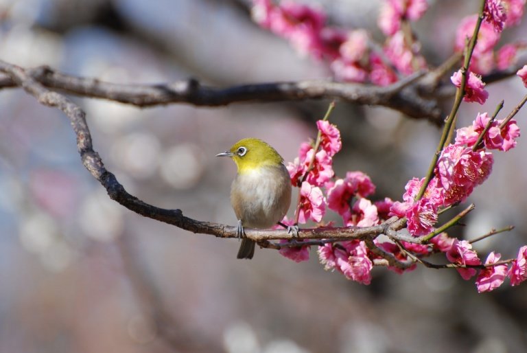 12 Best Places to View Plum Blossom in Japan | Kyuhoshi