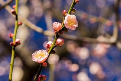 12 Best Places to View Plum Blossom in Japan | Kyuhoshi
