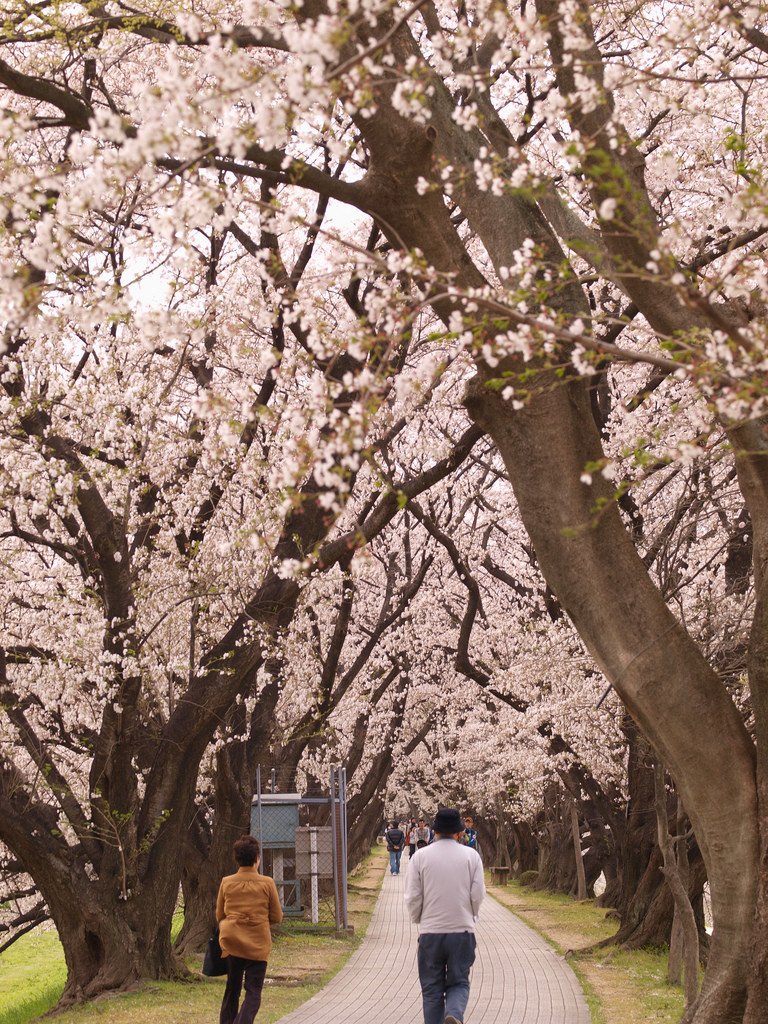 2026 Cherry Blossom (Sakura) and Hanami in Japan | Kyuhoshi
