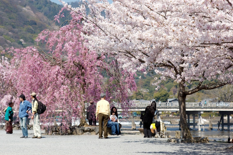 What to Do in Kyoto in Spring 2026 | Kyoto Travel | Kyuhoshi