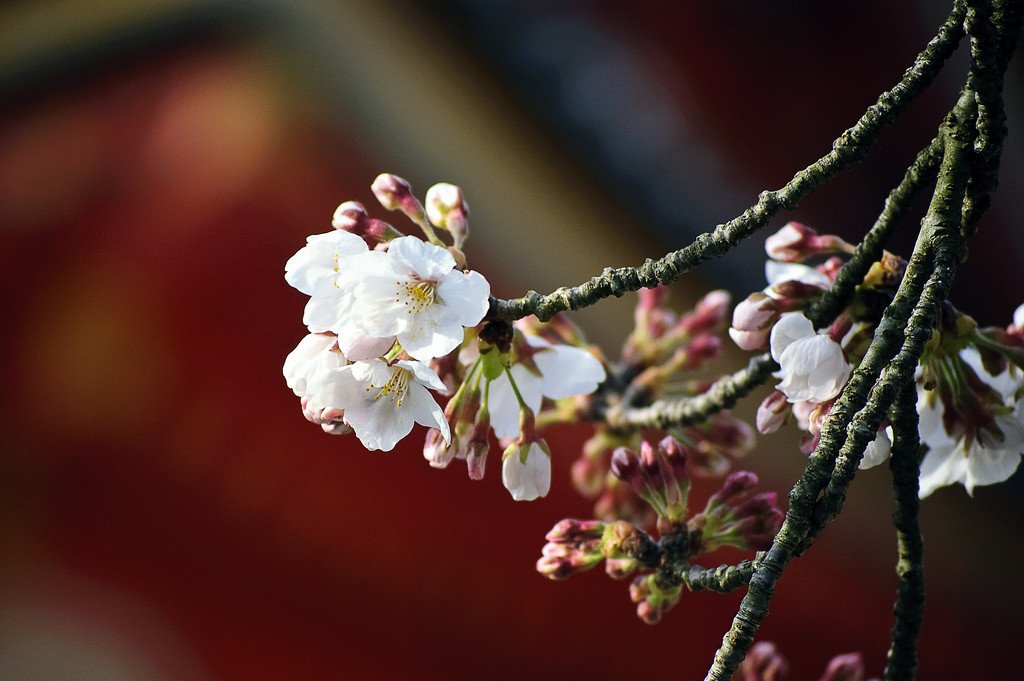 Four Seasons of Japan | Kyuhoshi