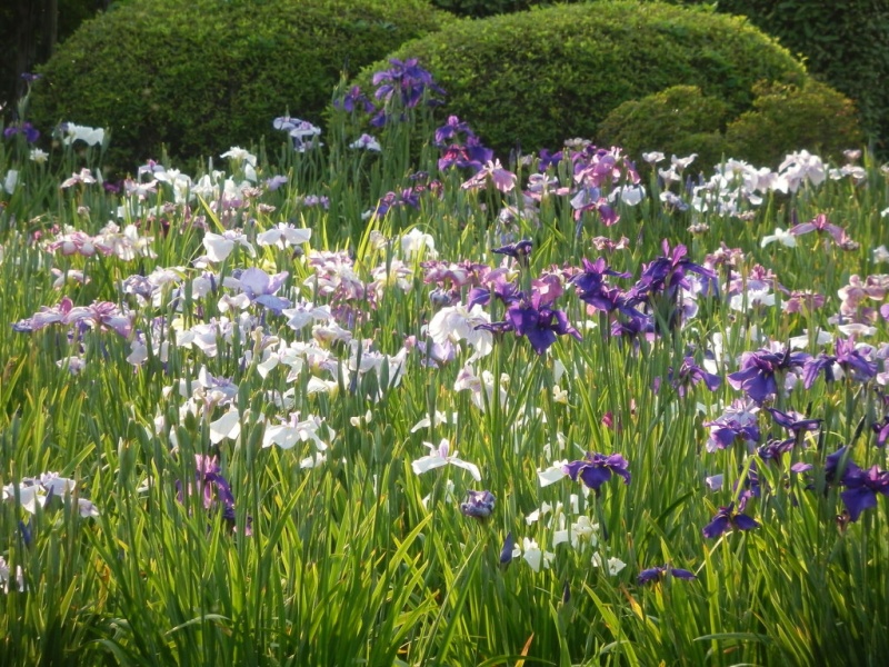 10 Best Iris Gardens to Visit in Japan | Kyuhoshi