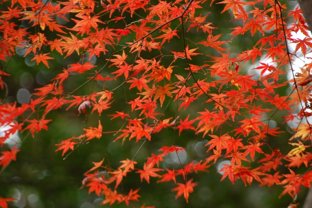 10 Best Places to See Autumn Leaves in Tokyo | Kyuhoshi
