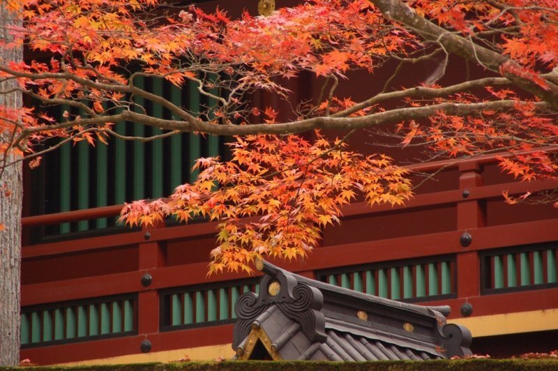 Autumn Leaves in Nikko 2025 | Visit Tochigi | Kyuhoshi