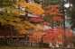 Autumn Leaves in Nikko 2025 | Visit Tochigi | Kyuhoshi