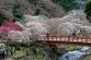 Atami Baien Ume Matsuri 2026 | Visit Shizuoka | Kyuhoshi