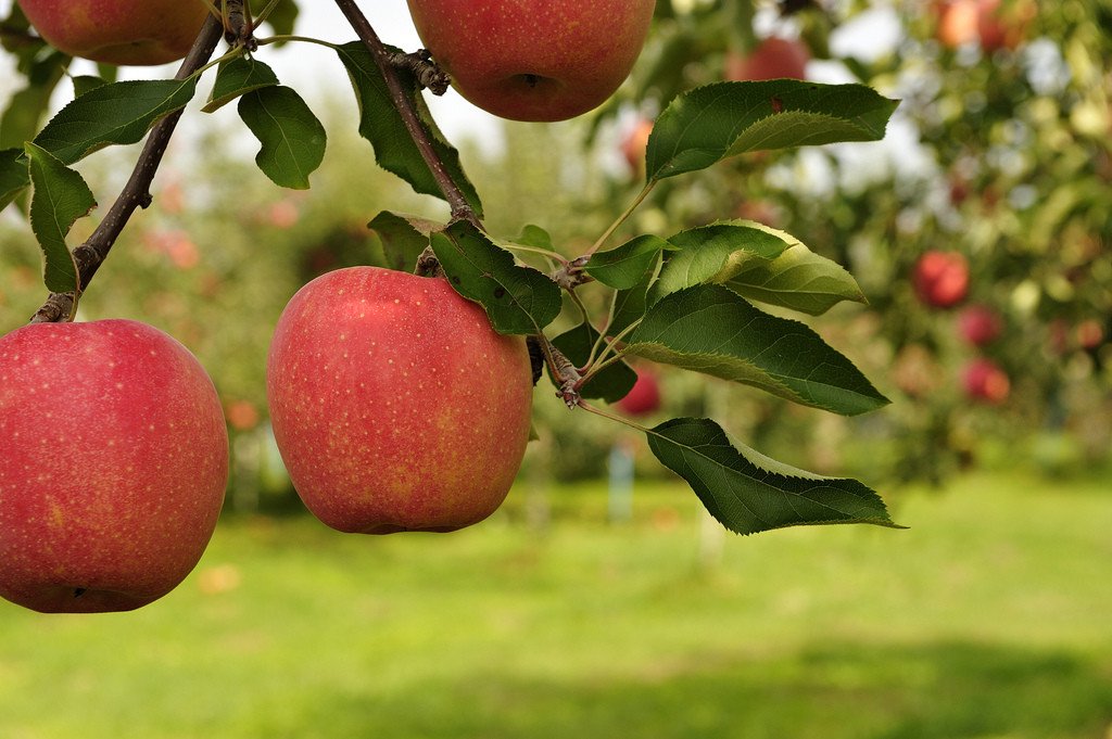 hirosaki_apple_park_in_aomori_japan | Kyuhoshi