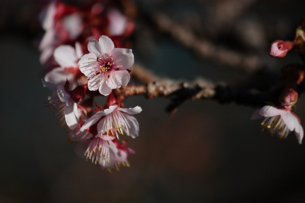 Atami Baien Ume Matsuri 2026 | Visit Shizuoka | Kyuhoshi