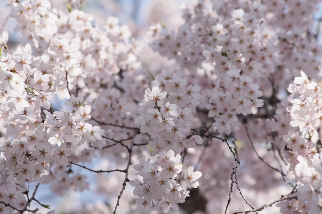10 Best Things to Do in Hokkaido in Spring | Kyuhoshi