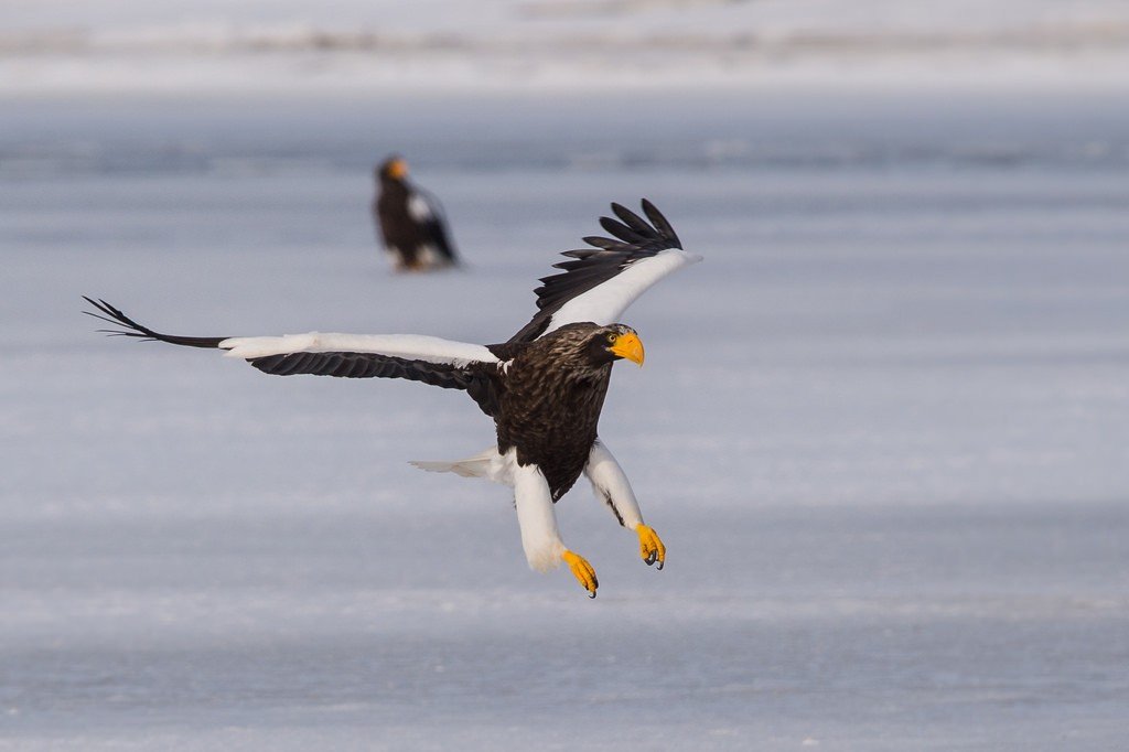 stellers_sea_eagle_landing_on_a_frozen_lake_furen_hokkaido | Kyuhoshi