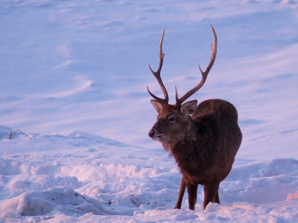 wild_deer_in_hokkaido | Kyuhoshi