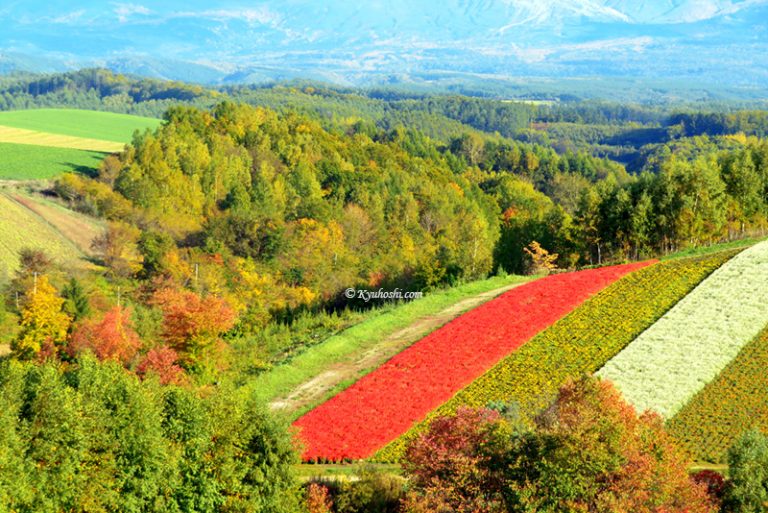 Autumn in Hokkaido | Fall Foliage Forecast & More | Kyuhoshi