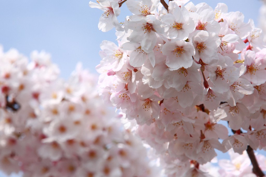 white_cherry_blossoms_japan | Kyuhoshi