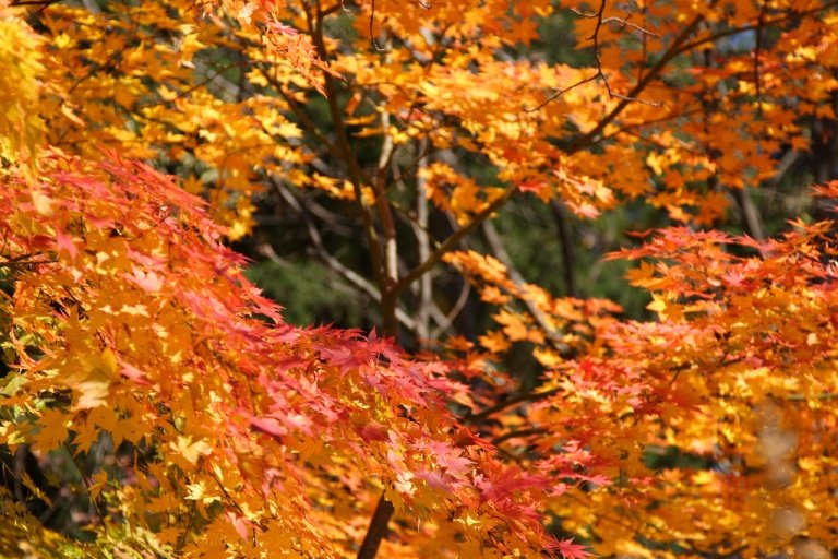 10 Best Places to see Autumn Leaves in Hokkaido | Kyuhoshi
