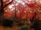 Autumn Leaves in Hakone 2025 | Visit Kanagawa | Kyuhoshi