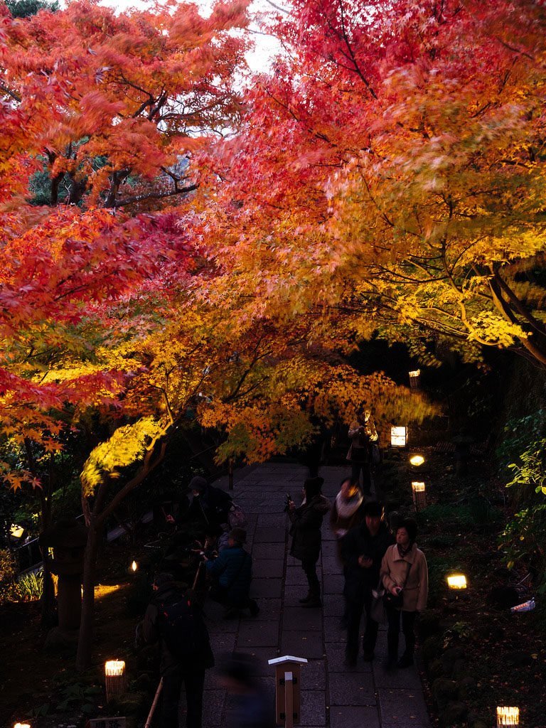 Autumn Leaves in Kamakura 2025 | Kyuhoshi