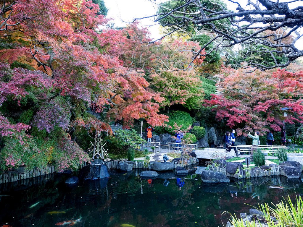Autumn Leaves in Kamakura 2025 | Kyuhoshi