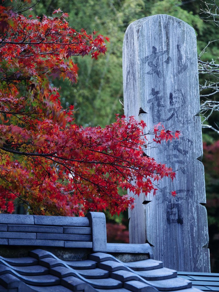 Autumn Leaves in Kamakura 2025 | Kyuhoshi