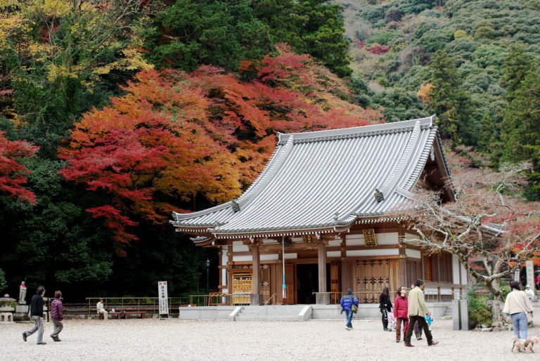 Autumn Leaves in Osaka | Is it Worth a Visit? | Kyuhoshi