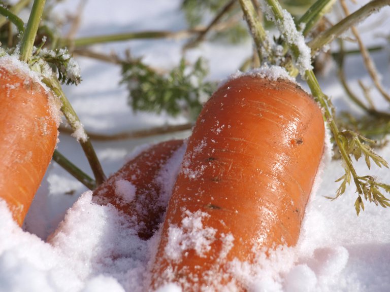 10 Fabulous Things to do in Aomori in Winter | Kyuhoshi