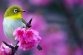 Cherry Blossom in Okinawa | 2026 Hanami in Japan | Kyuhoshi