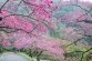 Cherry Blossom in Okinawa | 2026 Hanami in Japan | Kyuhoshi