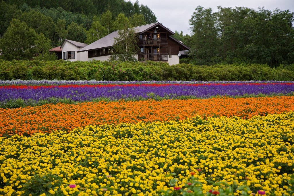 10 Most Fascinating Flower Festivals in Japan | Kyuhoshi