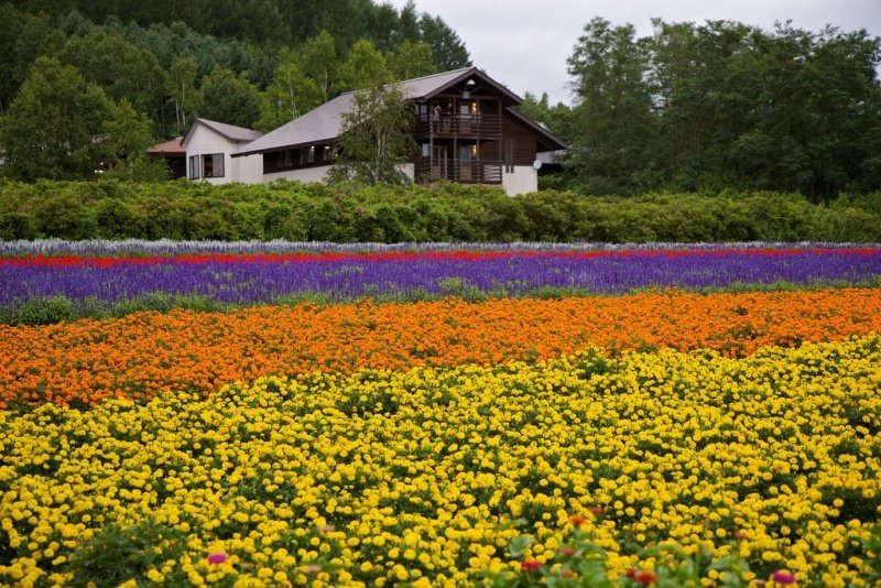 10 Most Fascinating Flower Festivals in Japan | Kyuhoshi
