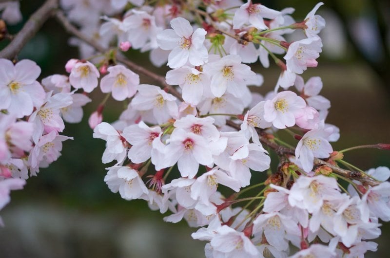 10 Best Places to See Cherry Blossom in Kyushu | Kyuhoshi