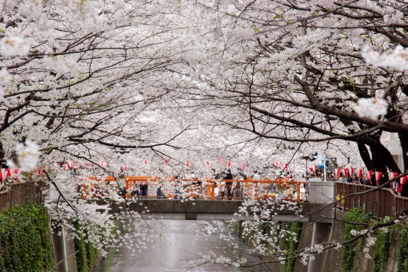 7 Days in Japan Spring Itinerary - Cherry Blossom | Kyuhoshi
