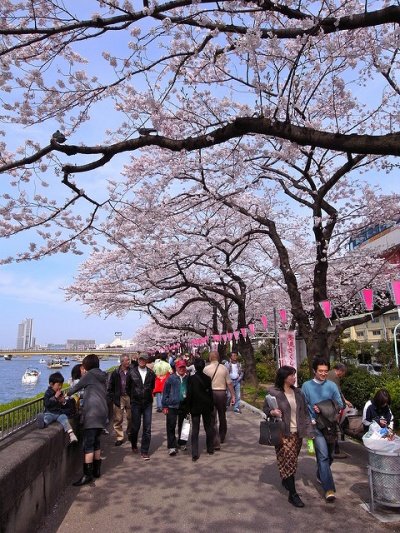 sumida_river_sakura | Kyuhoshi